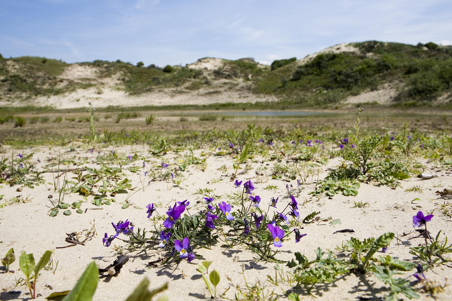 National Park Hollandse Duinen | Nationale Parken